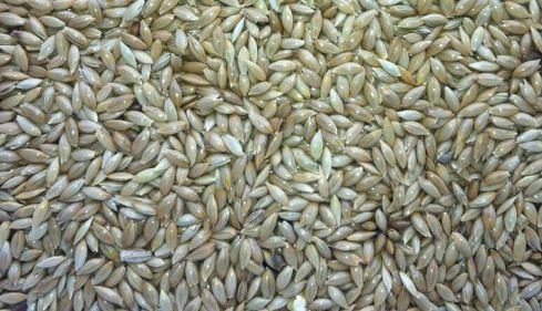 Canary Seed for Cage & Aviary – Haith's UK