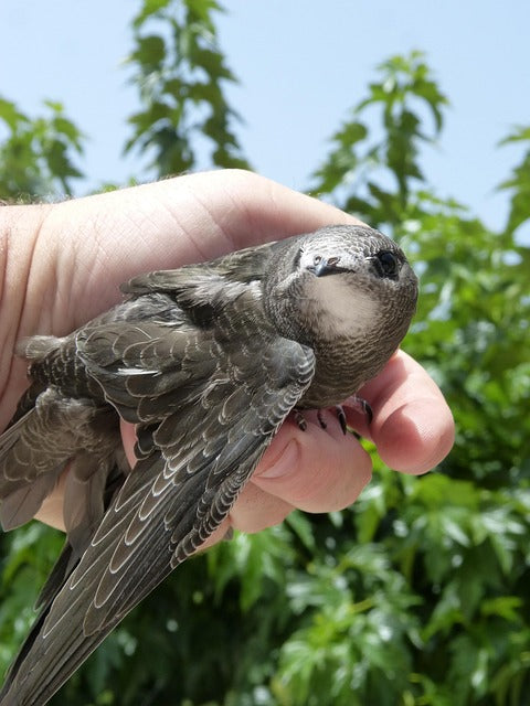 Swifts in the UK and how you can help them – Haith's UK