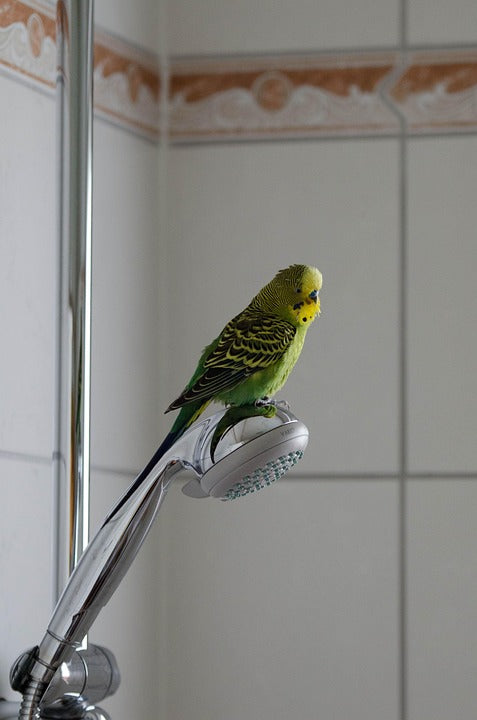 Budgie Basics: Guide for Pet Budgie Keepers – Haith's UK