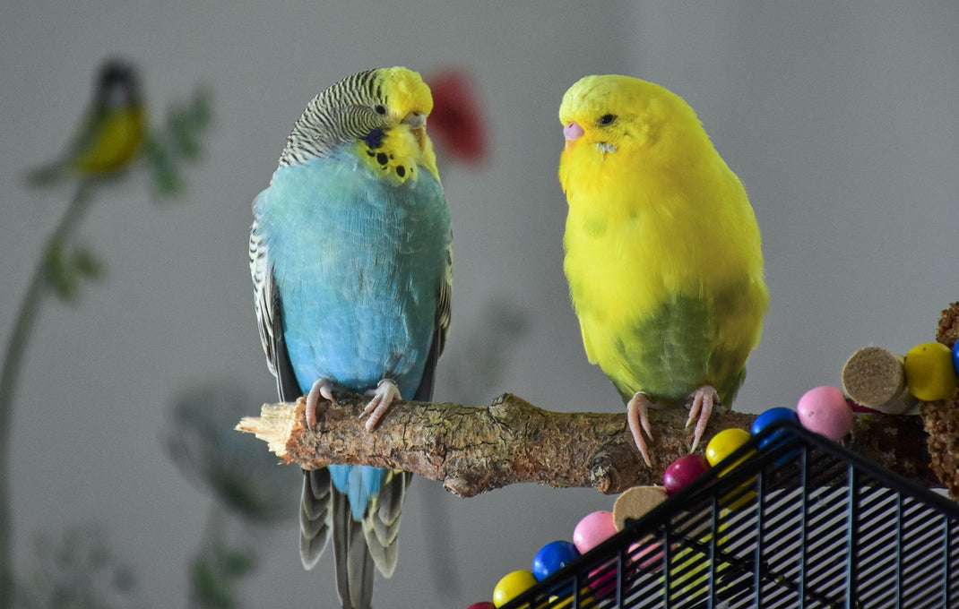 Budgie Basics: Guide for Pet Budgie Keepers – Haith's UK