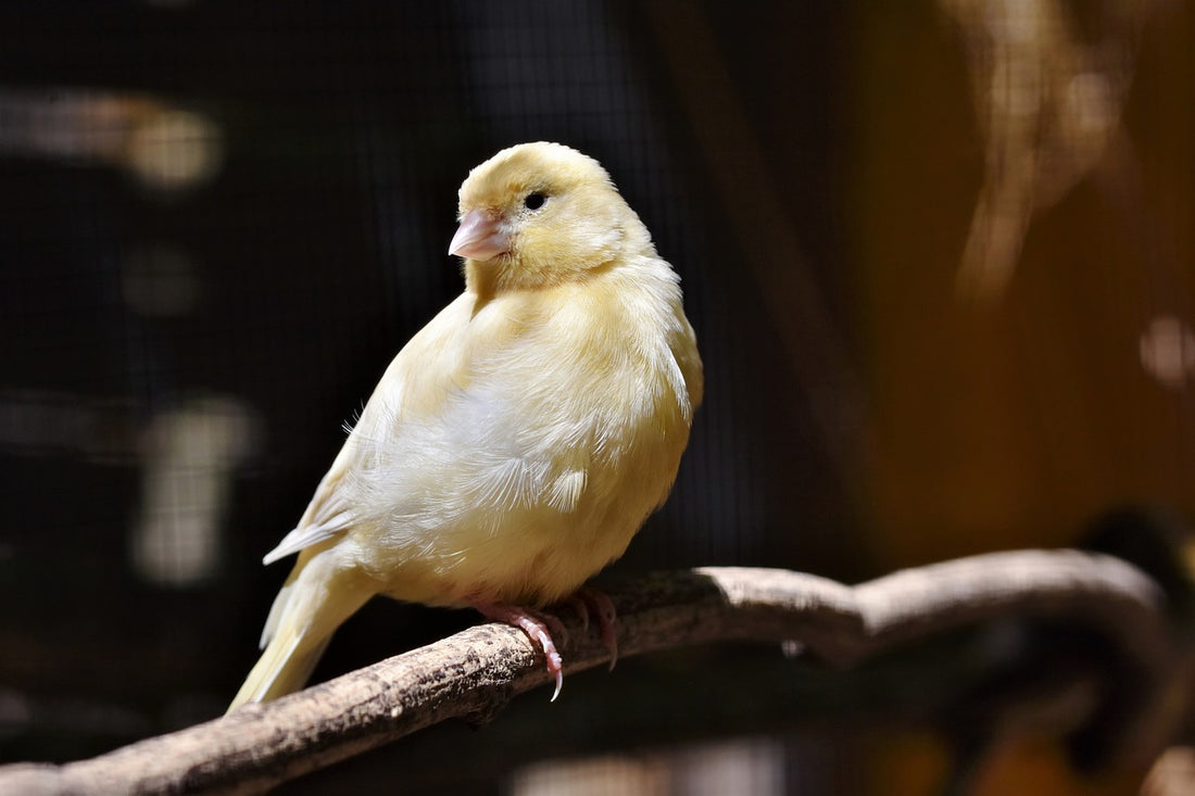 Canary Care and Breeding Guide – Haith's UK
