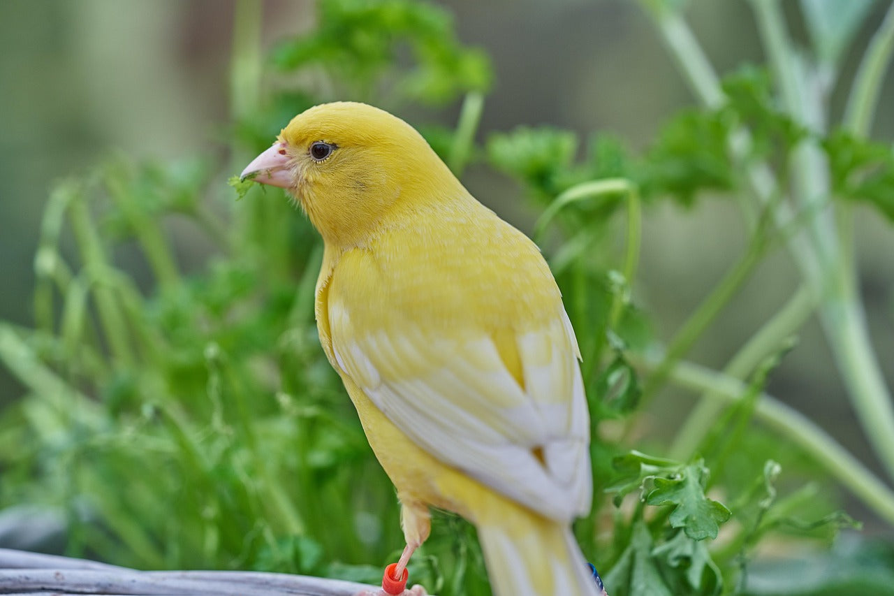 Canary Care and Breeding Guide – Haith's UK