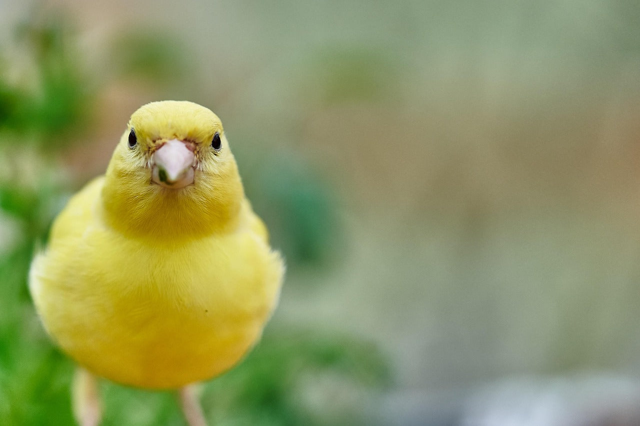 A Basic Guide to Keeping a Pet Canary – Haith's UK