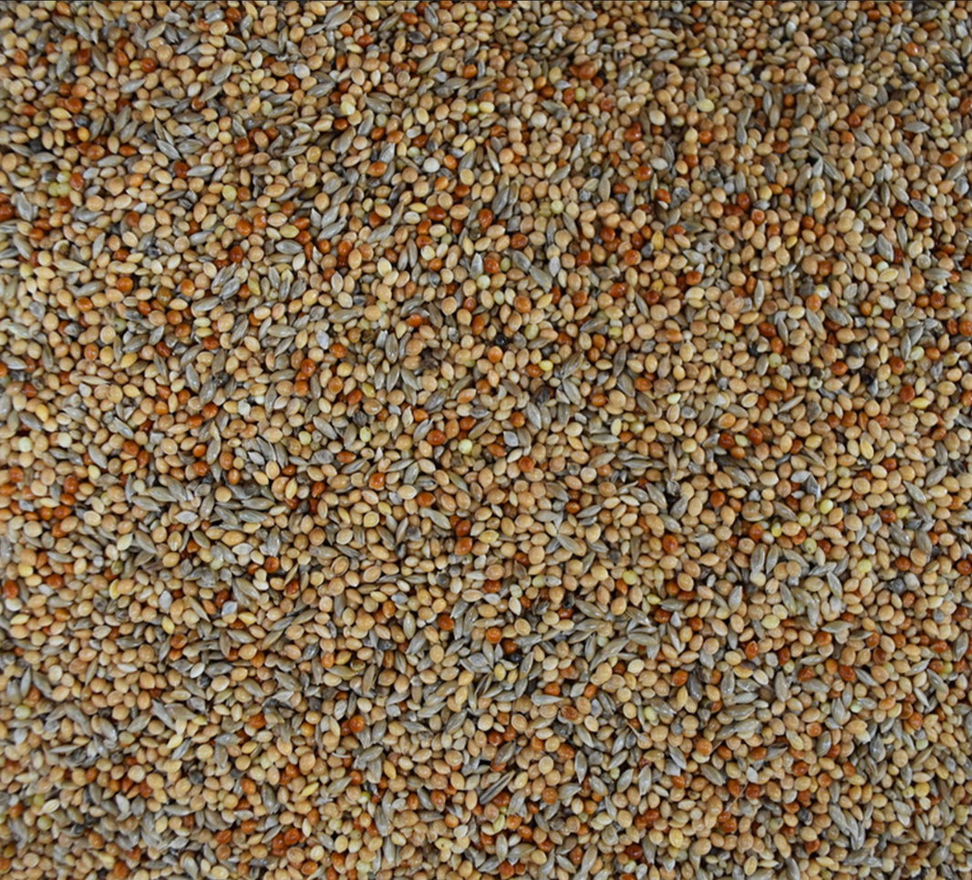 Premium Wild Bird Food, Clean Seed & Feeders – Haith's
