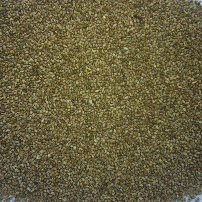 Japanese Millet for cage and aviary – Haith's UK