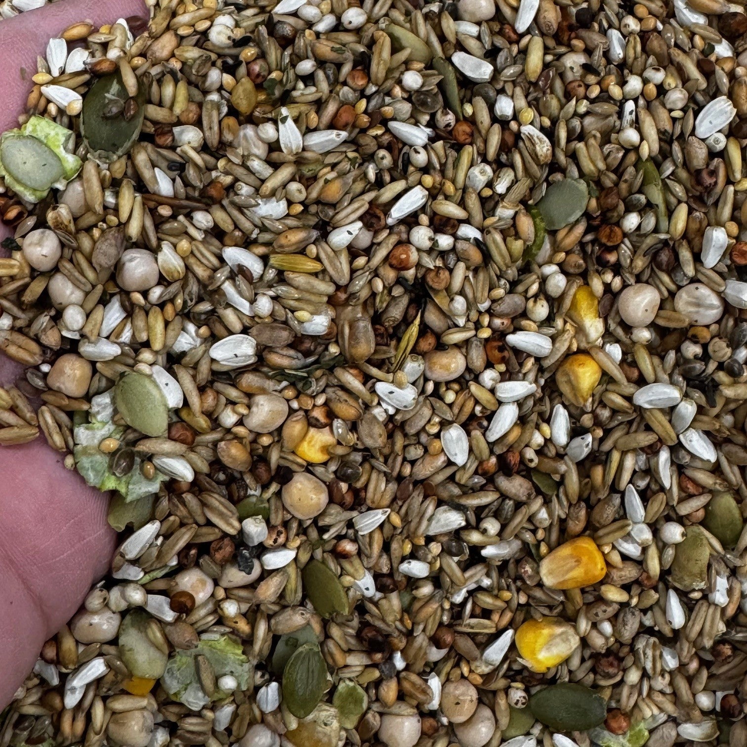Tonic Seed for Parrots & Parakeets – Haith's UK