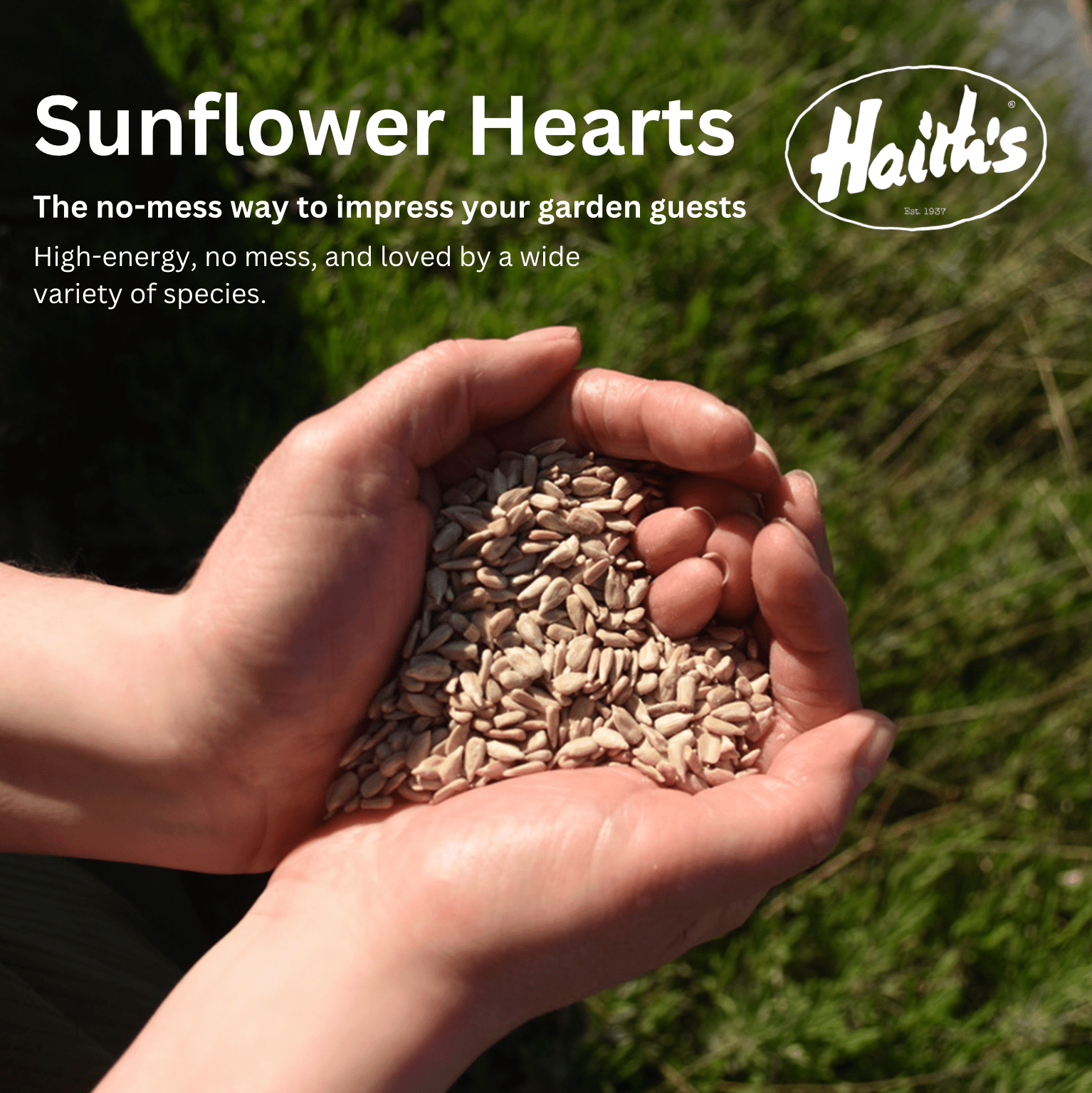 Sunflower Hearts for birds – Haith's UK