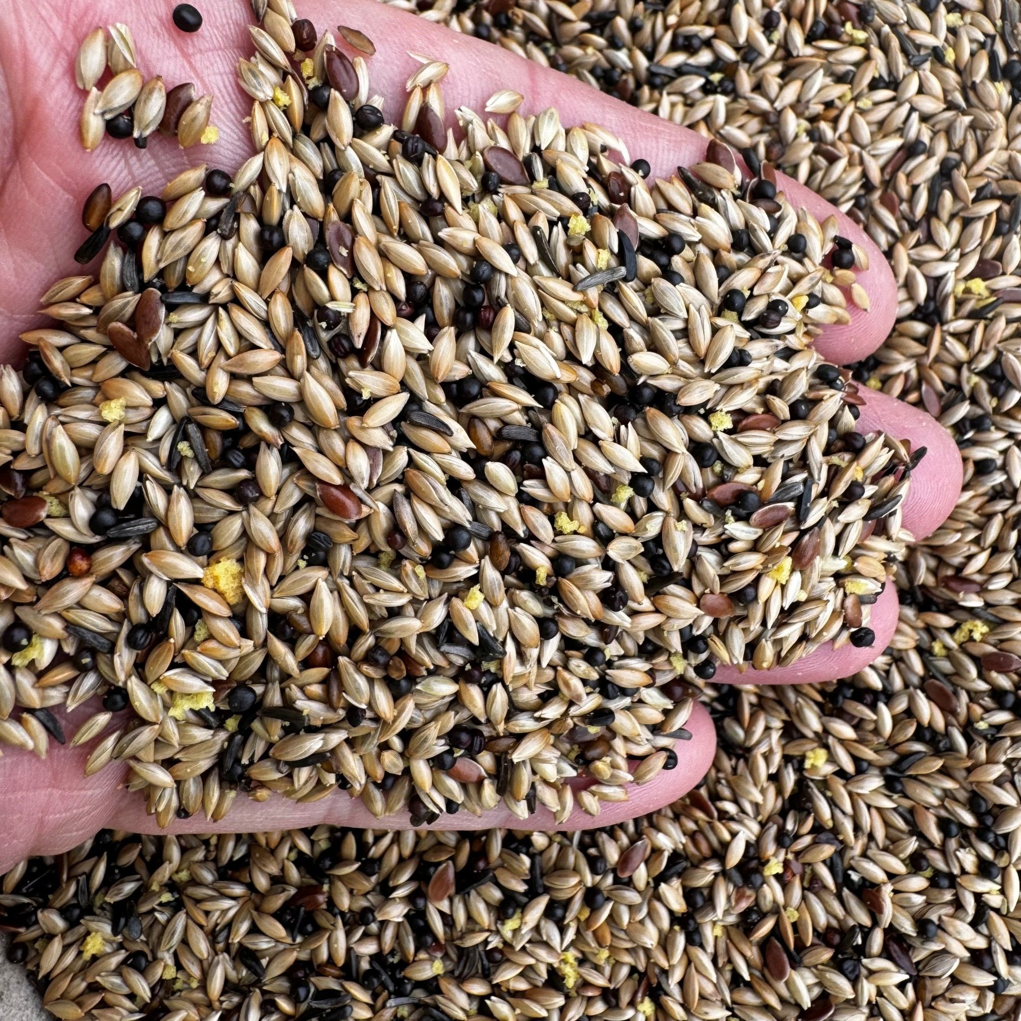 Canary Food and Seed Mixes – Haith's UK