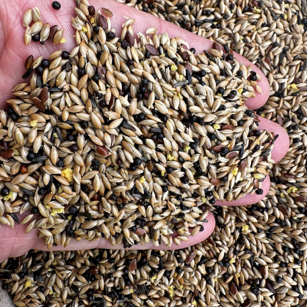 Canary Food and Seed Mixes – Haith's UK