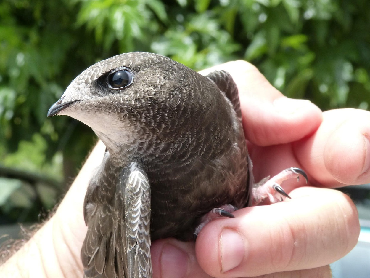 Swifts in the UK and how you can help them – Haith's UK